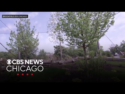 Brookfield Zoo’s new immersive primate exhibit opening July 11