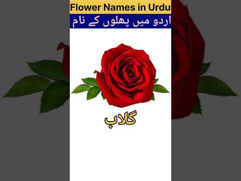 Flowers Names in Urdu/ أردو میں پھلوں کے نام/how to learn Flowers Names in Urdu @Urdu Maddarsa
