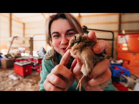 An ordinary afternoon with 67 new farm animals | VLOG