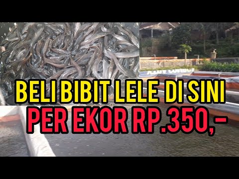 BUDIDAYA IKAN LELE DI HALAMAN RUMAH #2