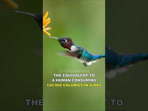 Bee Hummingbird | The Smallest Bird On Earth