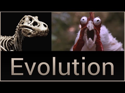 Evolution (the fossil record)