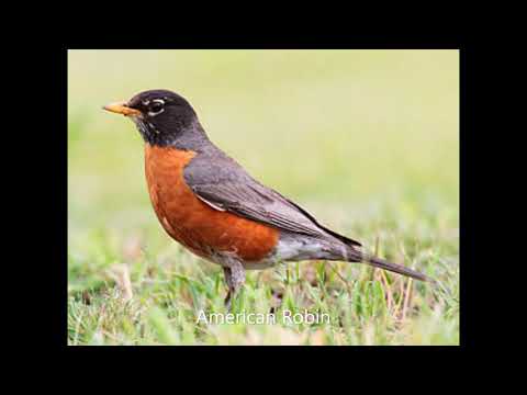 American Robin Song
