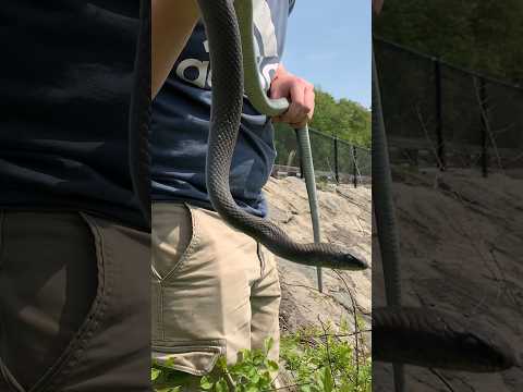 Big Northern black racer snake#nature #video #youtube #shorts #herping #youtubeshorts #animals