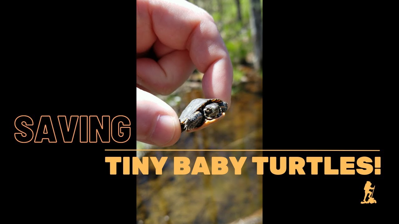 Saving Tiny Baby Painted Turtles! 😃☺️