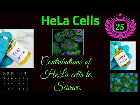 HeLa Cells' Incredible Contributions: Immortal Cells That Changed Medicine @EnteMicrobialWorld