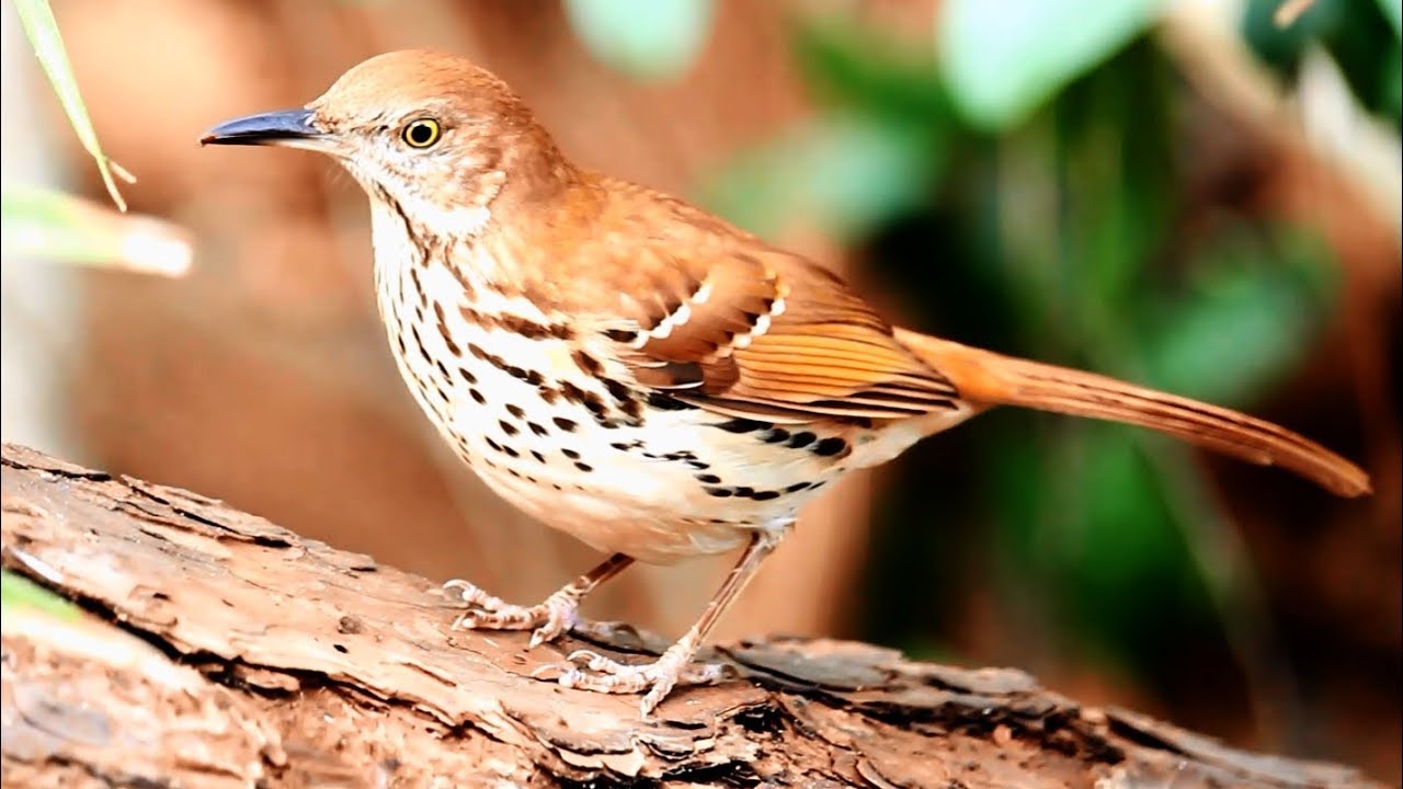 Brown Thrasher song