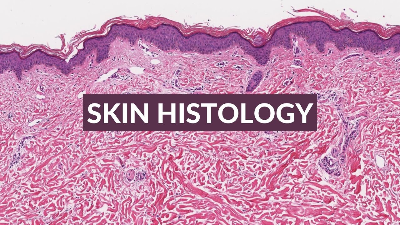 Skin Histology Made Easy
