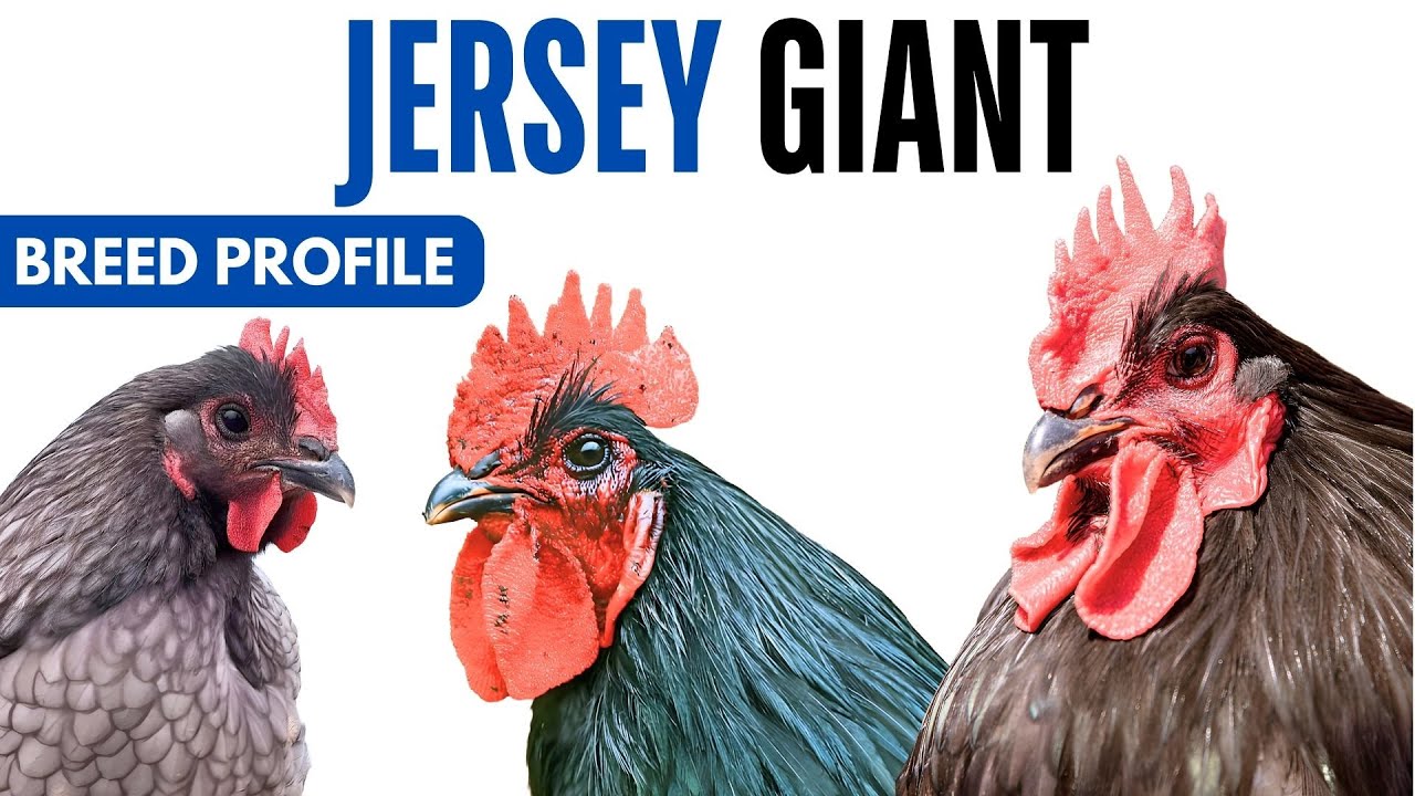Jersey Giant Chicken Breed Profile History Health Issues - Jersey Giant  Chicken Egg Ratio Lifespan