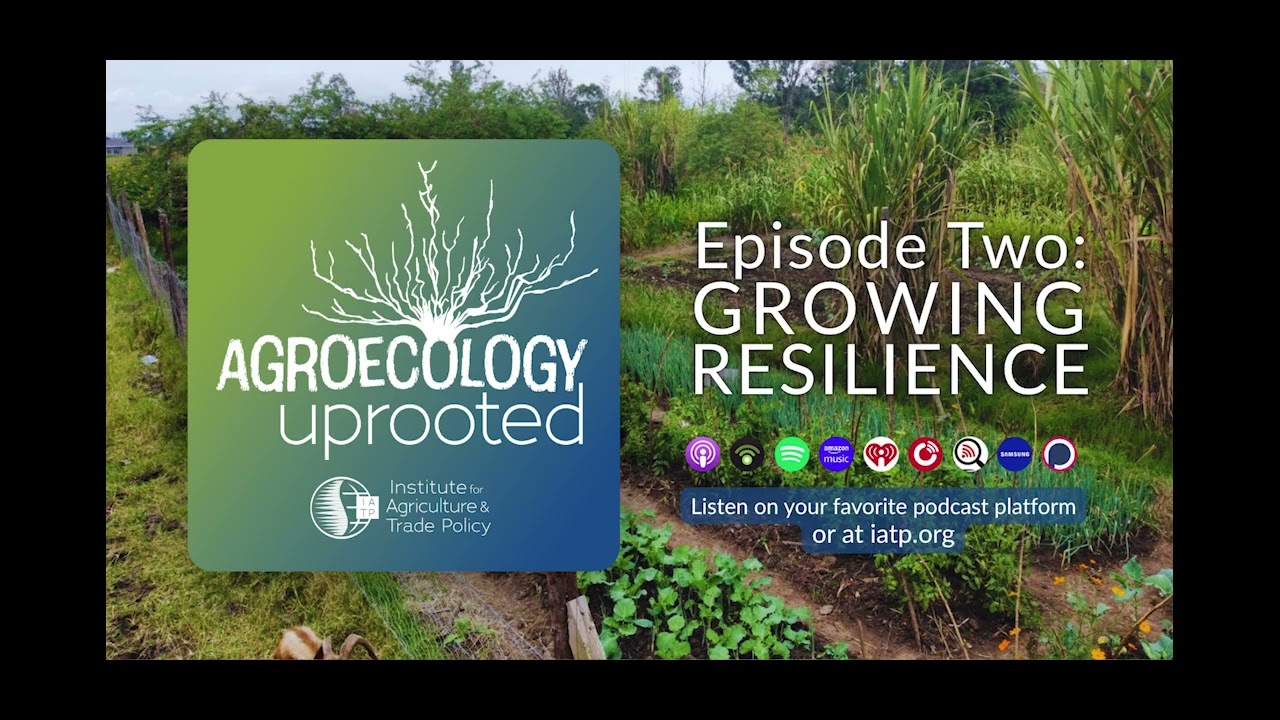 Agroecology Uprooted Episode 2: Growing Resilience