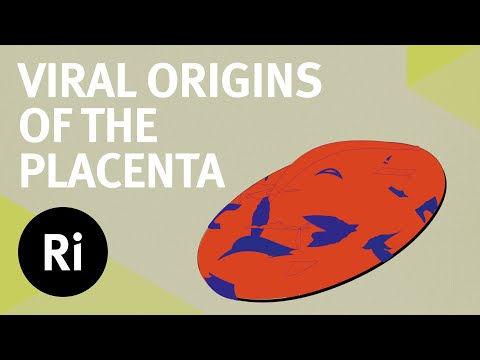 The Viral Origins of the Placenta
