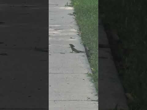 why the call these Jesus lizard 🦎?