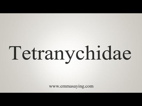 How To Say Tetranychidae