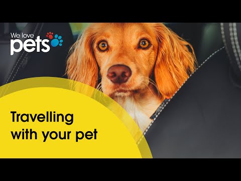 Eurotunnel Le Shuttle pet journey | Travelling with pets to Europe and France