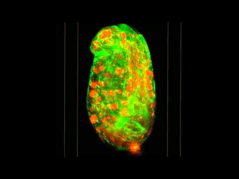 New Microscope Peers at Subcellular Gears in Action