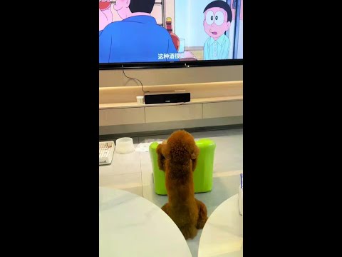 A毛老板 who loves watching cartoons #CutePetRecommender #GoodiesForCutePets