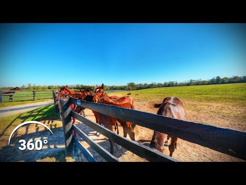 Lexington Horses in 360