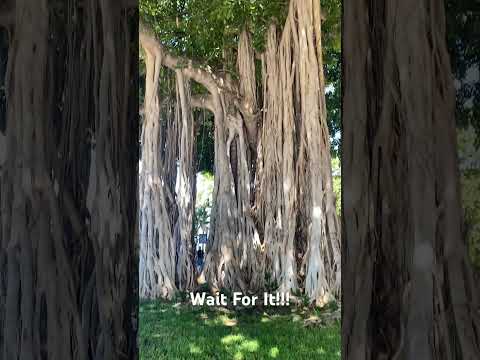 Beautiful trees in Oahu, Hawaii! Have you ever visited the island? #eplore #Nature