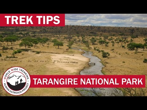 Tarangire National Park - What to Expect on Your African Safari | Trek Tips