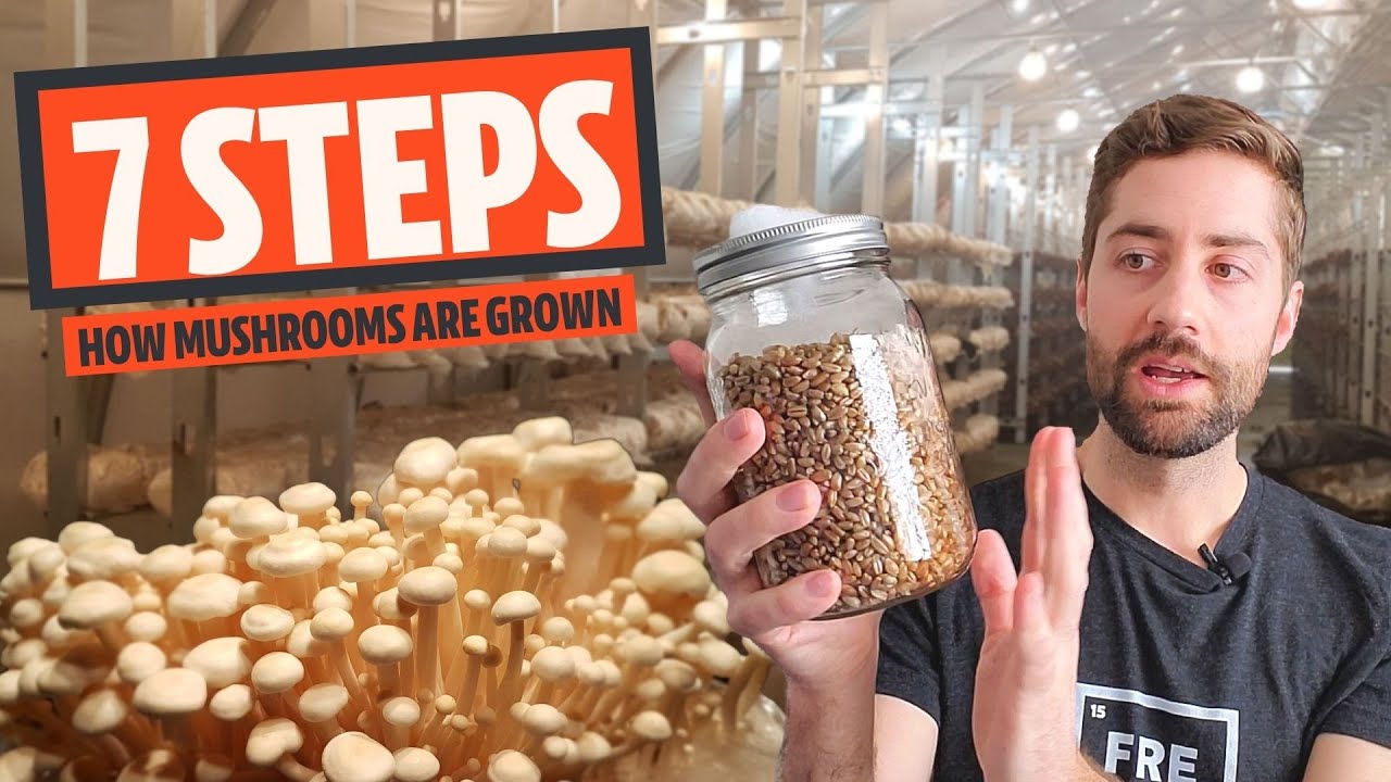 The 7 Basic Steps Of Mushroom Cultivation (How Most Mushrooms Are Grown)