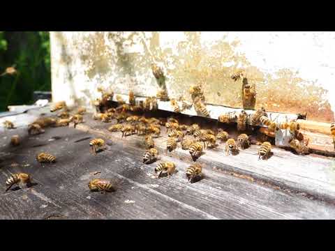 Strong bees' family of Carnica Peshets breed working on honey harvest