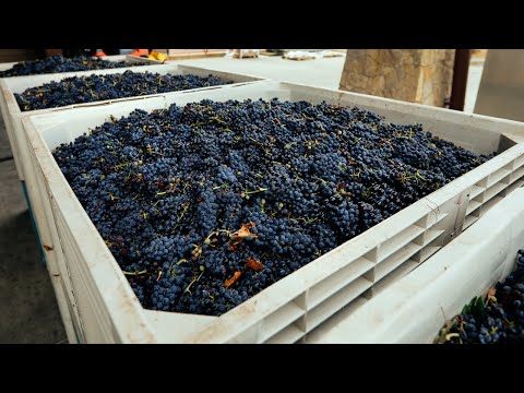 What happens to wine grapes after they're harvested?