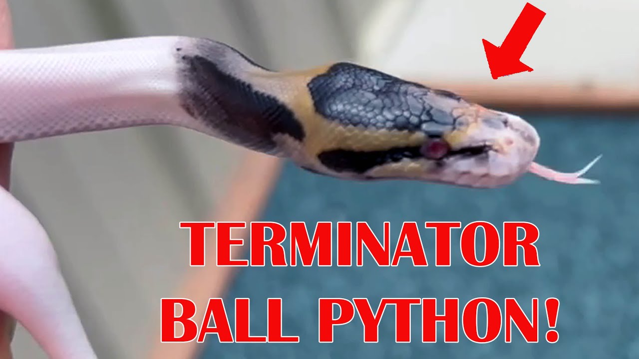 RED-EYED PIED BALL PYTHON; NO ALBINO!
