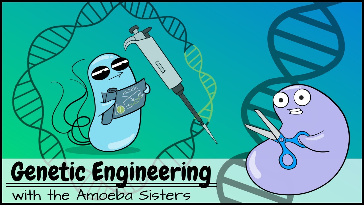Understanding Genetic Engineering: From Bacteria to Human Insulin ...