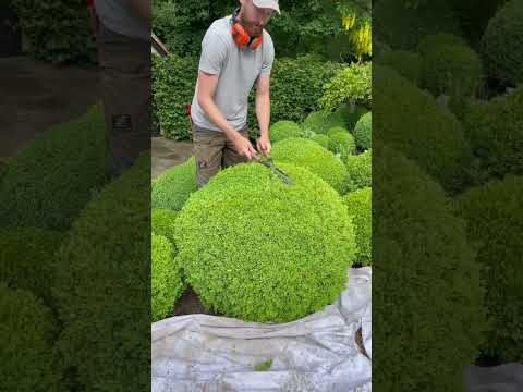 Sounds of a topiarist #asmr #creative #topiary #garden #work
