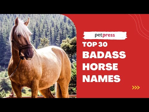 30 BADASS HORSE NAMES For The Toughest Horses π΄ | PetPress