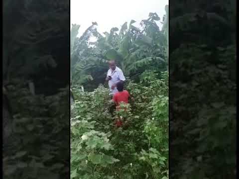 bad words troll video in Tamil