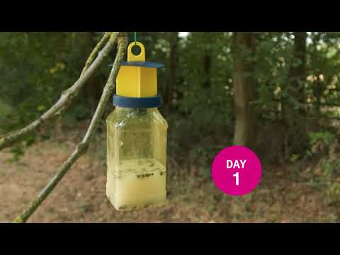 The Buzz STV337 Fly Catcher Bait Refill Super Effective Insect Attractant Just Add Water 3 x 4g Sach