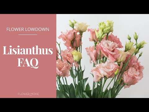 Everything you wanted to know about Lisianthus (but were too afraid to ask) by Flower Moxie