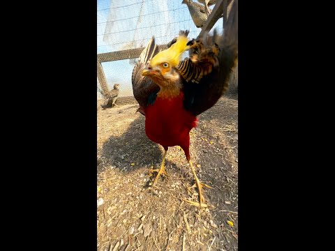 He Won't Let Me Near the Eggs!