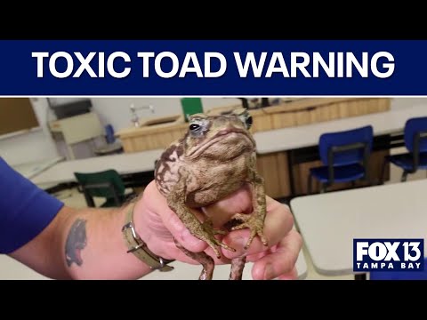 Cane toads in Florida can kill pets