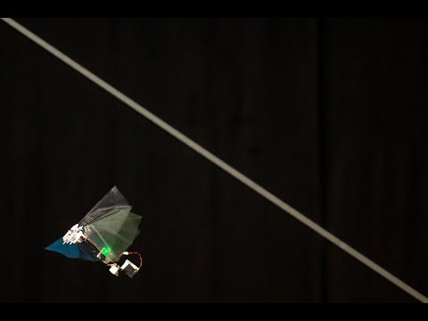 DelFly Nimble Robot Helped Uncover the Flying Secrets of Fruit Flies