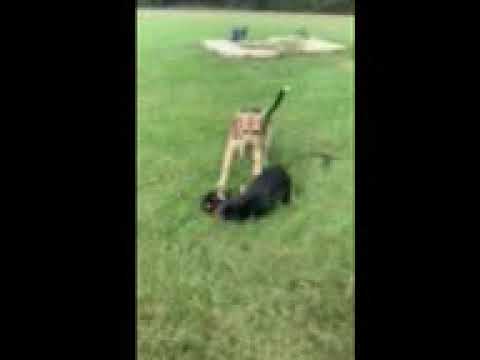 Video of adoptable pet named Eva - Pls read my BIO