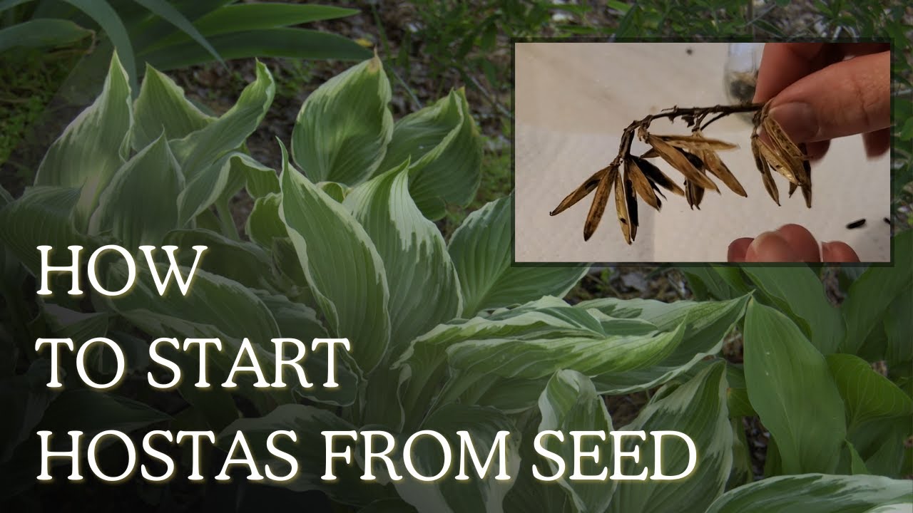 How to Grow Hostas from Seed: From SEEDS to Germination!