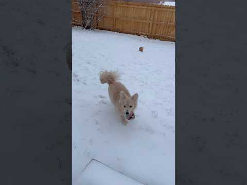 He loves playing in the snow  #pomernian #cute #cutedog #snowdog #shorts #trendingshorts #dogshorts