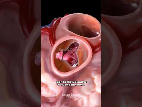 The Aortic Valve Guardian of Blood Flow 🫀🩺