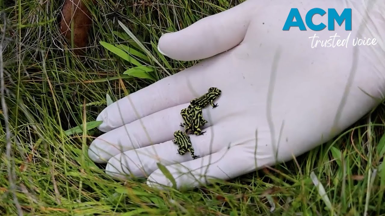 Over 500 critically endangered frogs released into the wild