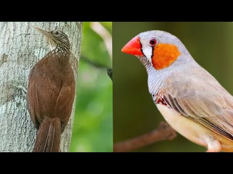 15 Birds Name That Start with Z | Zebra Finch | Birds name with start โZโ | birds that start Z