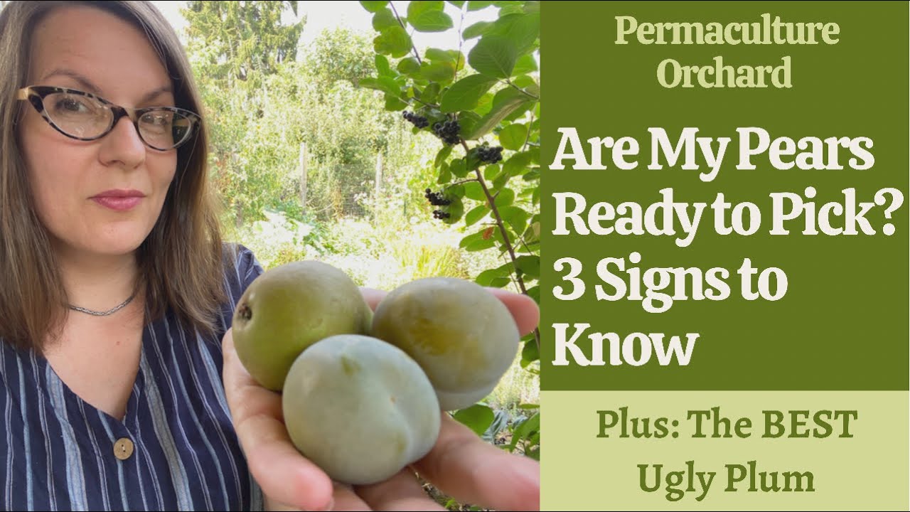 How to Tell if Pears Are Ready to Harvest! (and My Favorite Ugly Delicious Plum)