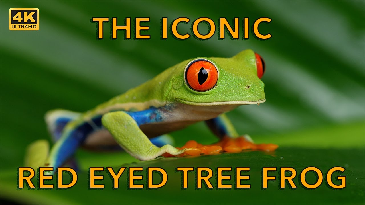The Iconic Red Eyed Tree Frog