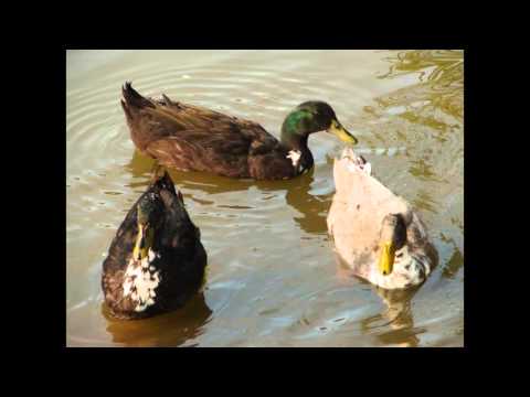 Psalm 27 NKJV Christian Bible Scripture Reading
