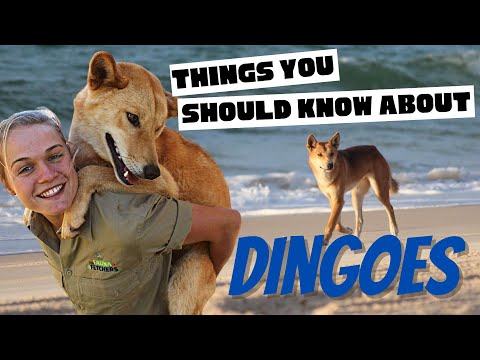 Dingo facts! What you should know about dingoes! The Wildlife Twins