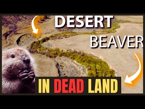 They Dropped Hundreds of Beavers From a Plane into Dead Land – The Results Were Shocking