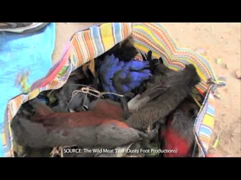 The Wild Meat Trail