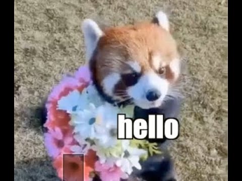 The Red Panda