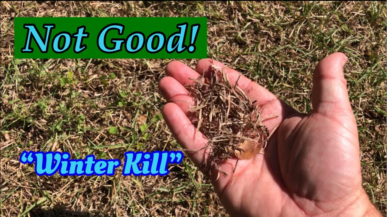 Centipede Grass can be frustrating…Winter Kill